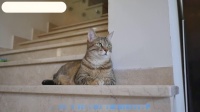 狸花猫感冒了能自愈吗?狸花猫感冒会有什么症状