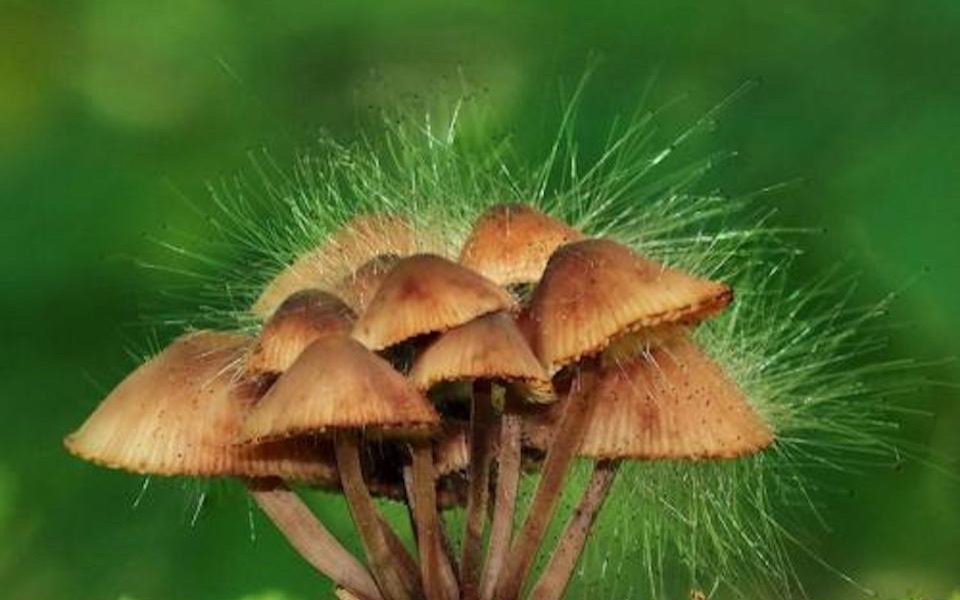 【生物大师】细菌和真菌的繁殖——发酵的奥秘【大师一百】APP 解锁