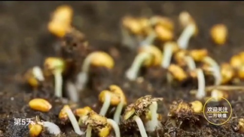 看来看看用延时摄影记录的植物生长过程,欢迎关注和点赞