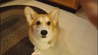 搞笑视频;主人训练狗狗做动作表演,过程笑死我了