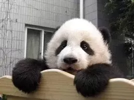 超可爱的大熊猫,被秒了
