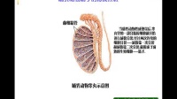DNA染色体染色单体的数量分析