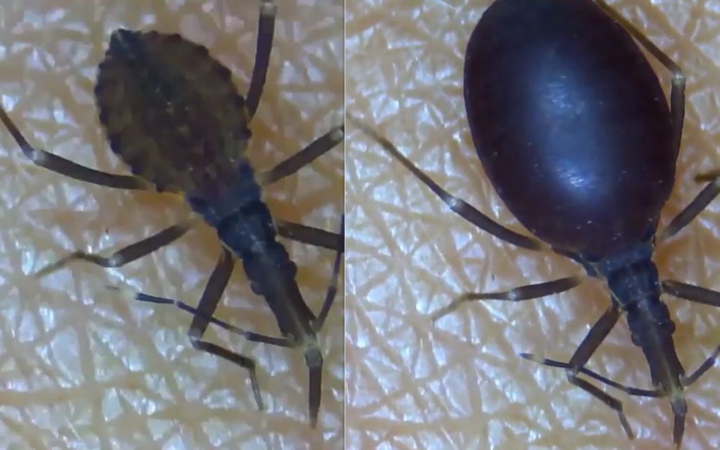 全球10大最致命的昆虫,第一名居然每个人都被它咬过?@油兔不二字幕组