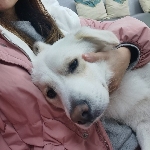 狗汁的小姨 