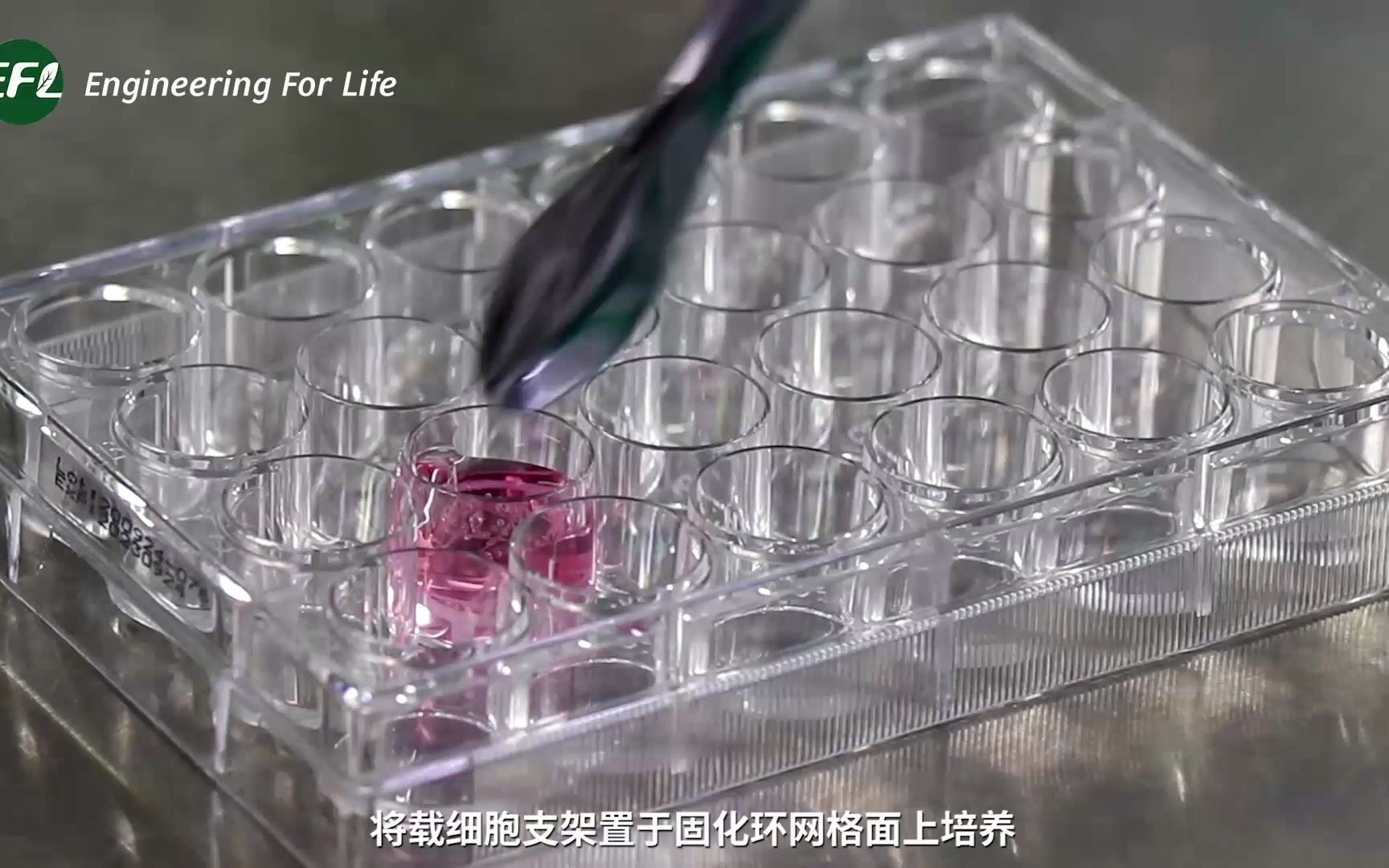 固化环辅助培养载细胞水凝胶支架