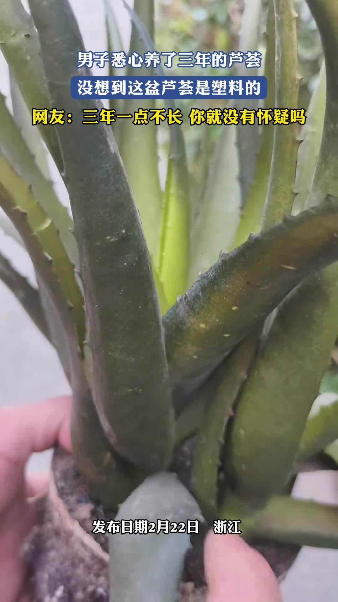 男子悉心养了三年的芦荟,没想到这盆芦荟是塑料的