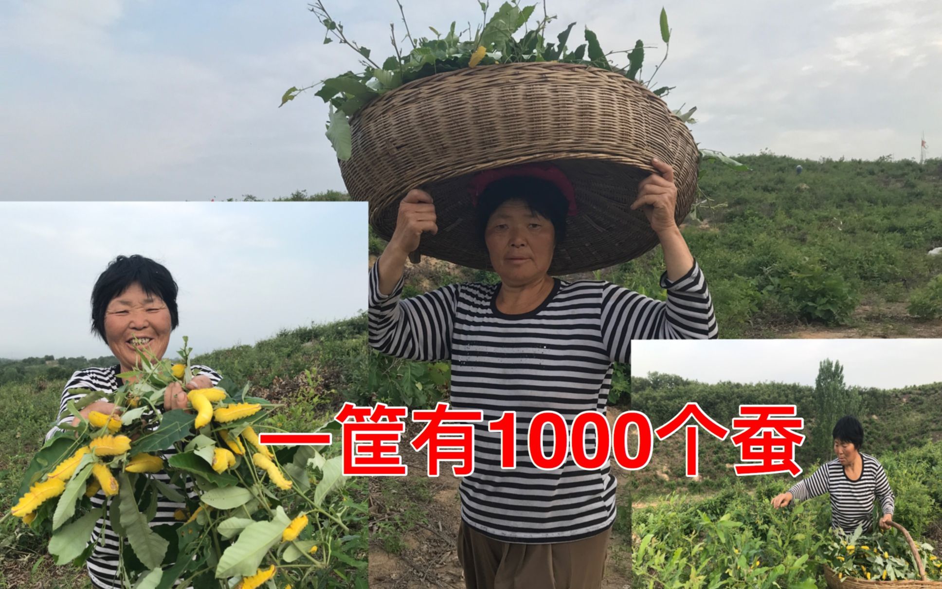 河南省柞蚕之乡:一筐1000个蚕重八十斤,一天需要头顶200筐!