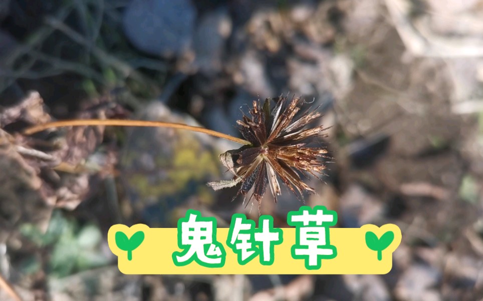 鬼针草～你见过吗?它可以借助动物或人传播果实或种子