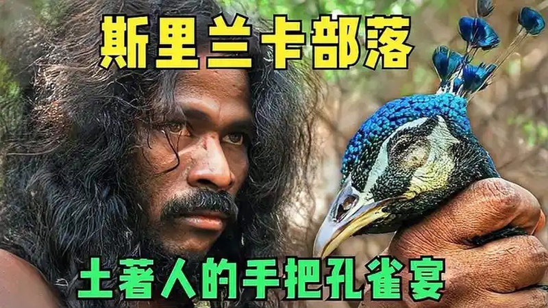 斯里兰卡特色美食 手把孔雀肉 部落男人强壮的秘密食谱 一肉两吃