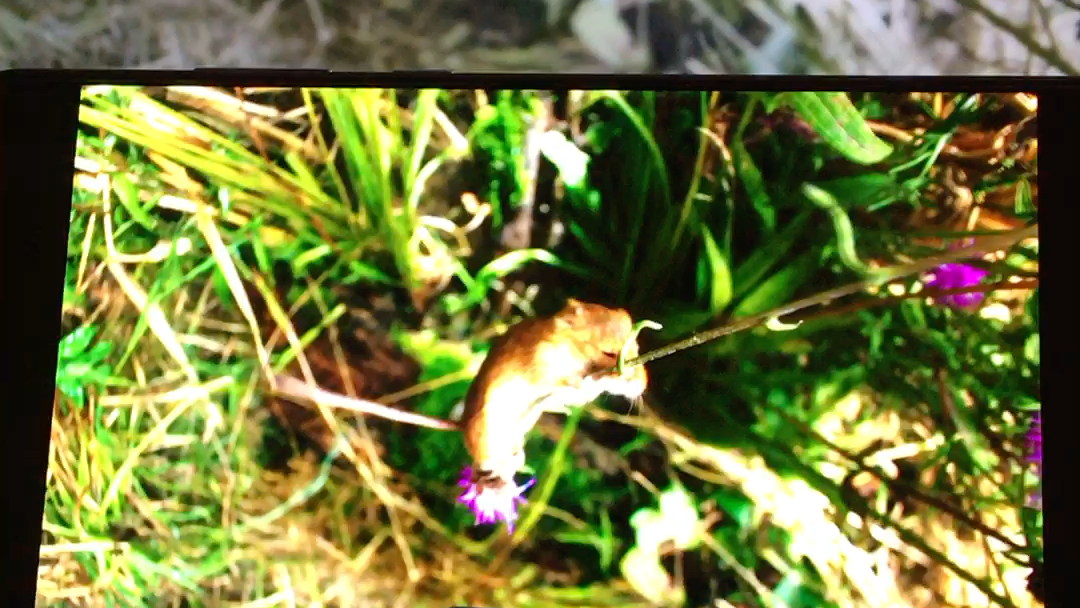 用手机播放4kHDR视频是什么效果