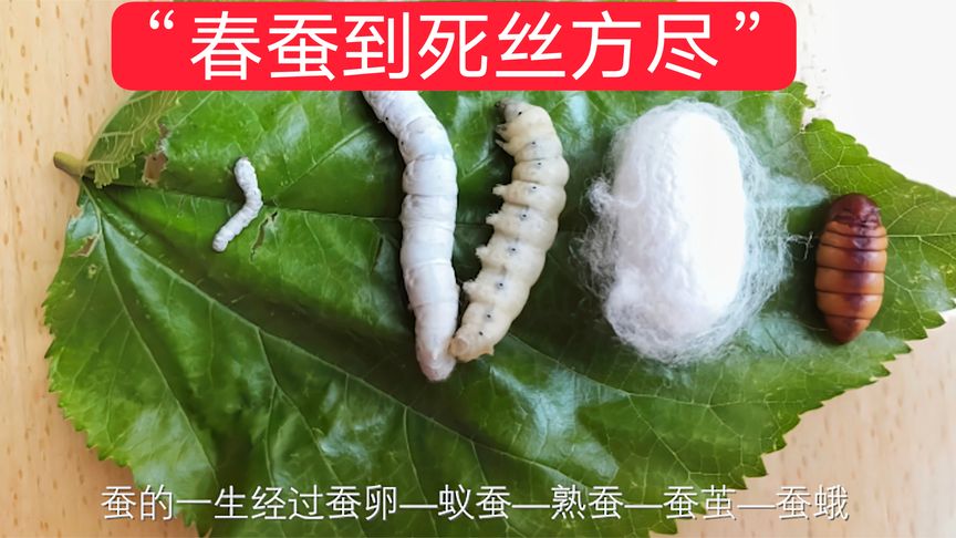 春蚕到死丝方尽,破茧而出又新生,让我们来看看蚕的一生