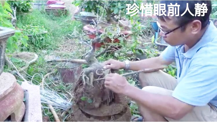 矮霸芒果树桩盆景,师傅给它翻盆换土,修剪养护!