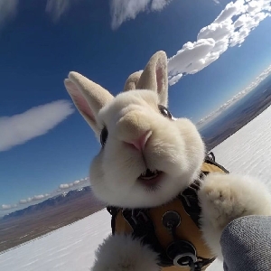 雪中舞煎饼果子 