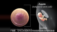 最棒的干细胞科普视频,看完你就明白什么是再生医学了~~