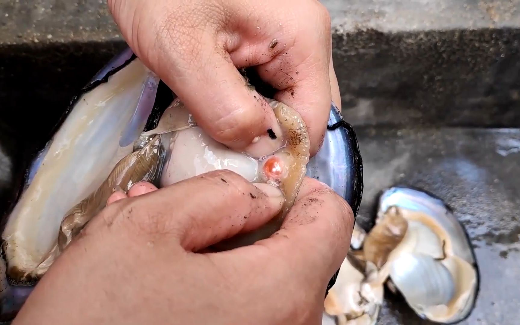 生产珍珠的蚌,被取出珍珠后是如何处理的?看完涨见识了
