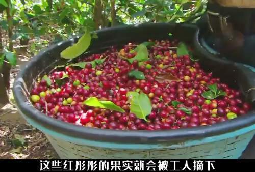 揭秘咖啡糖加工全过程!