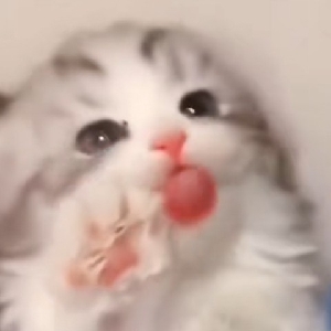 不是坏猫猫 