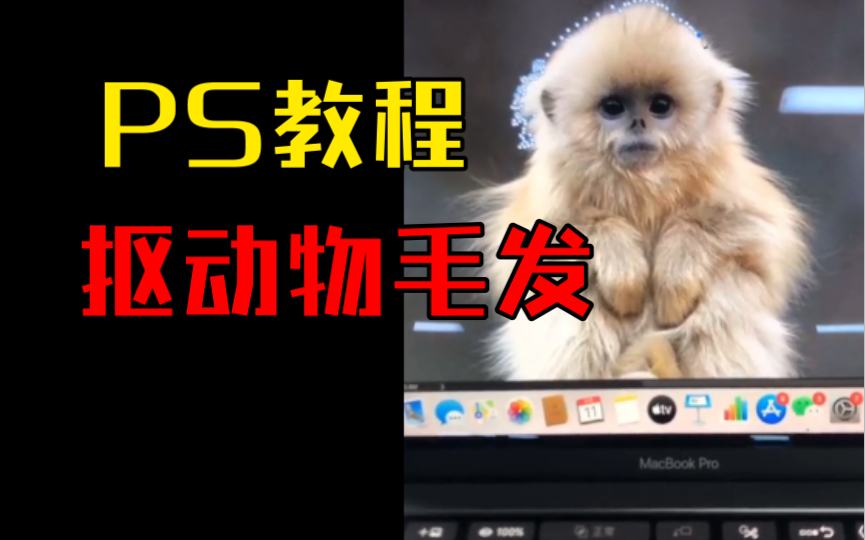 【PS教程】抠取动物毛发