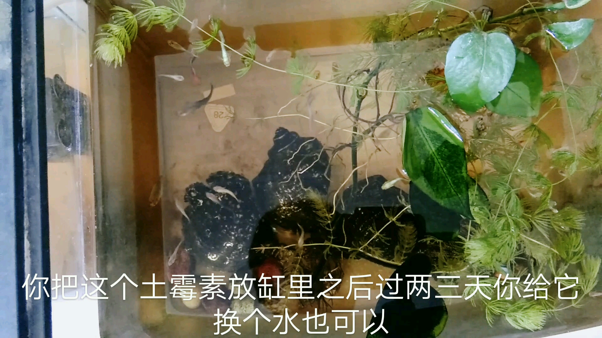 鱼缸里投放土霉素治疗小鱼不用立刻换水,绿苔不需要清理