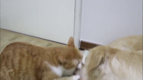 猫咪和狗狗打架,猫咪打不过竟对狗狗做这种事,下手太狠了吧