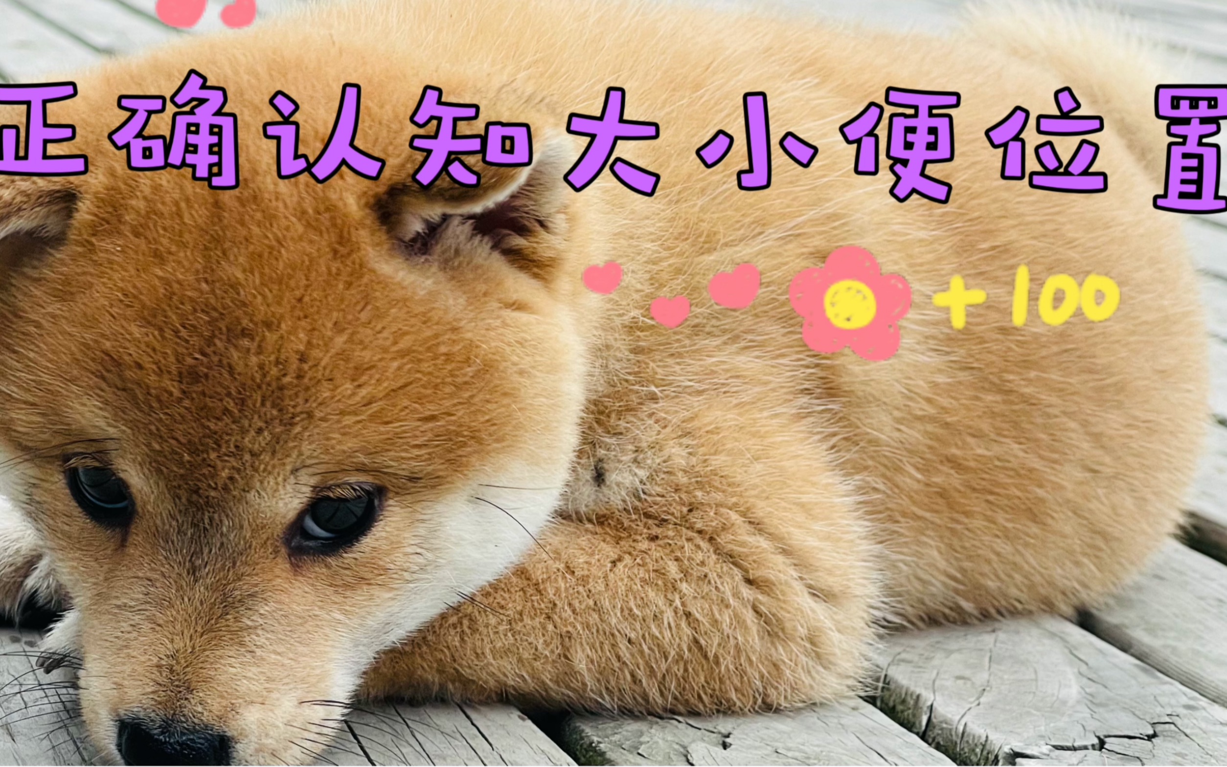 ...幼犬总是乱拉乱尿?你有没有想过是你没引导它到正确的地方大小便?