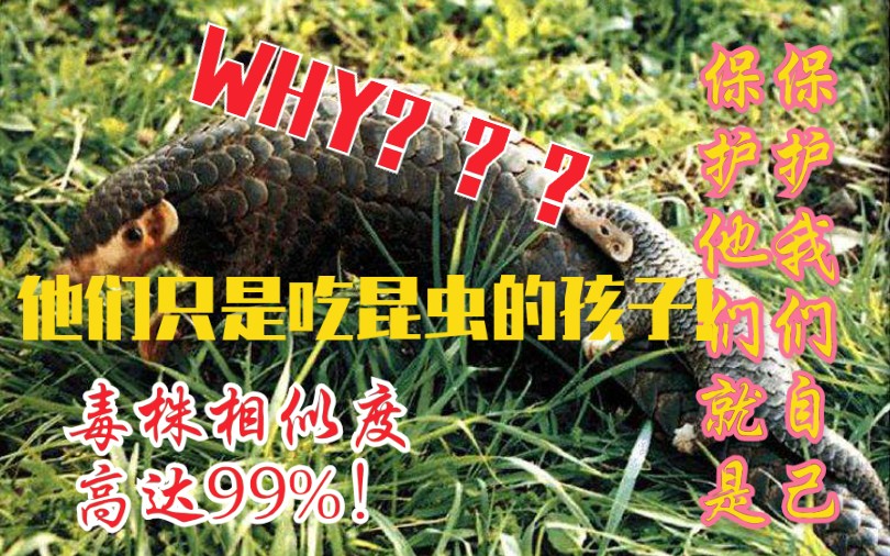 【病毒宿主!穿山甲】他只是个吃昆虫的好孩子!别再杀害他们了!