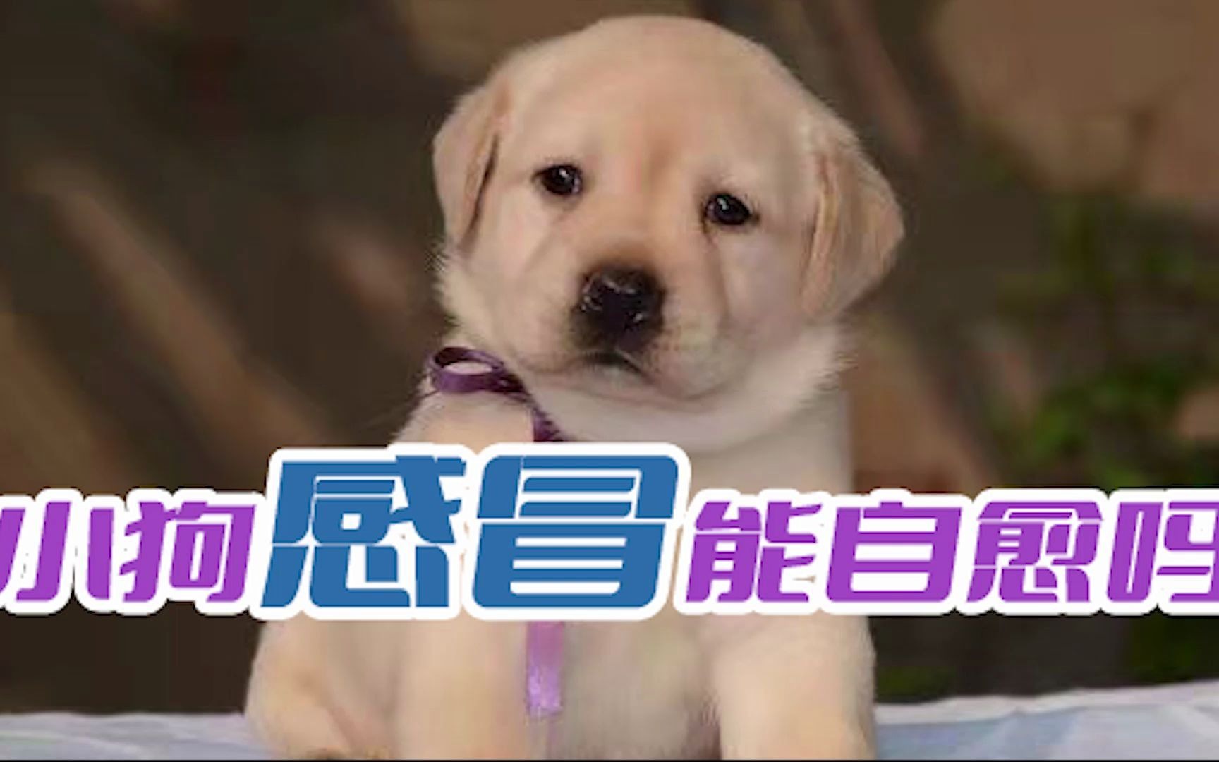 小狗感冒能自愈吗