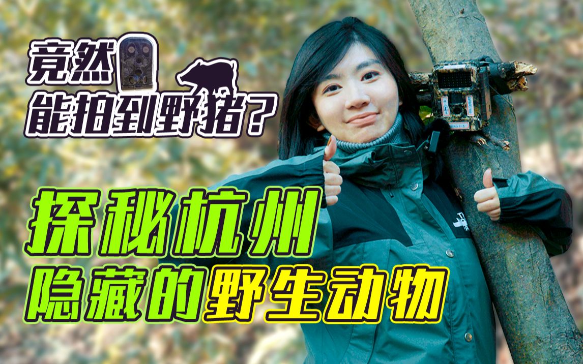 点击揭秘你身边的野生动物!有人拍到了野猪!