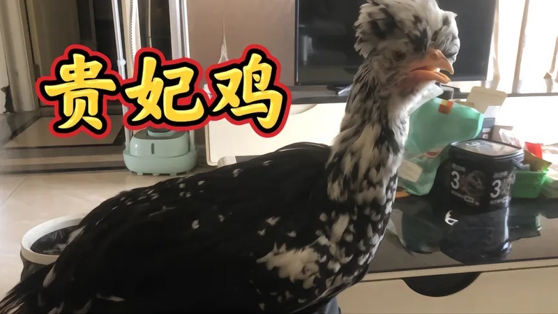 今天来市场看动物种类繁多,买了两只回去当宠物养!