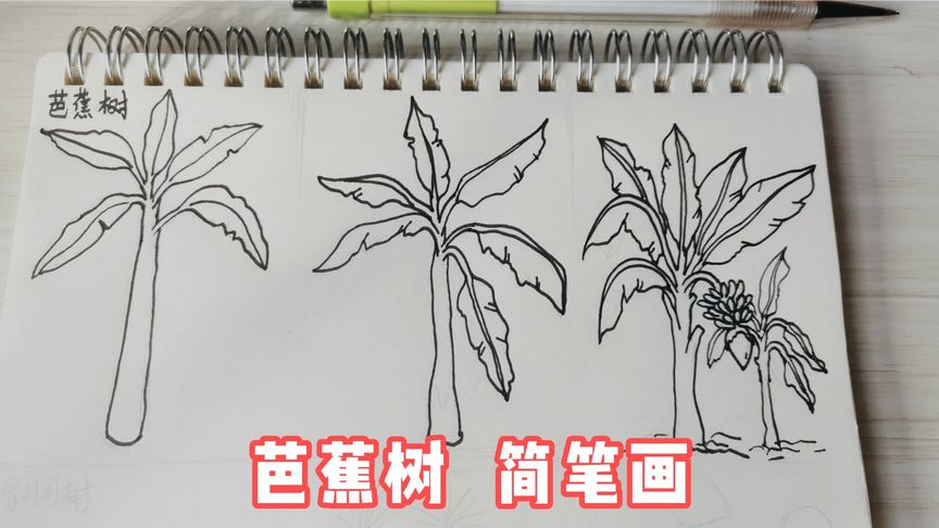 超级简单的芭蕉树从简到难得简笔画画法视频教程