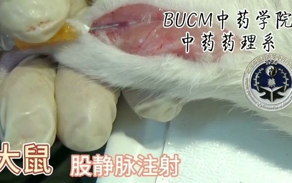 动物实验操作02-大鼠股静脉注射