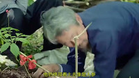 农村人眼中的“野萝卜”,竟是中医口中的土人参,药用价值很高