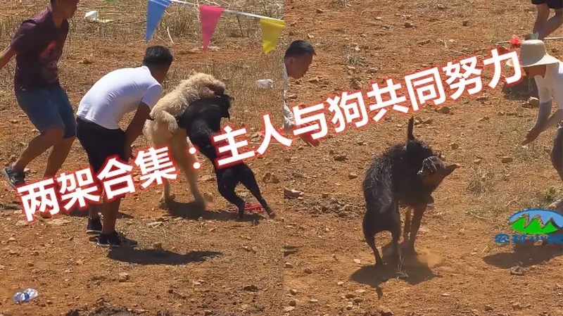 农村斗狗两架合集,一架比一架精彩 勇敢与智慧