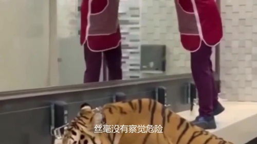 为了保护老虎安全,动物园竟然选择了这样的极端手段,你怎么看待?