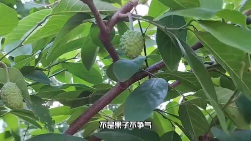 释迦果农药使用禁忌!果农必看,这样打药才安全又高效