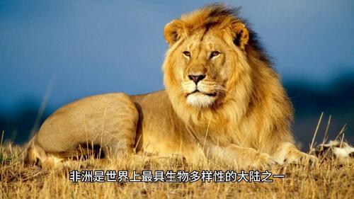 非洲动物总动员