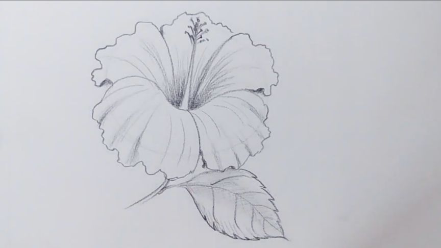 画画教学丨如何画喇叭花