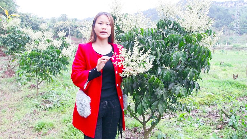 入肥少结果量却很大,种植成本还很低,这种黄皮你见过吗?