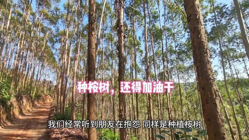 种桉树,还得加油干! 桉树 砍伐树木