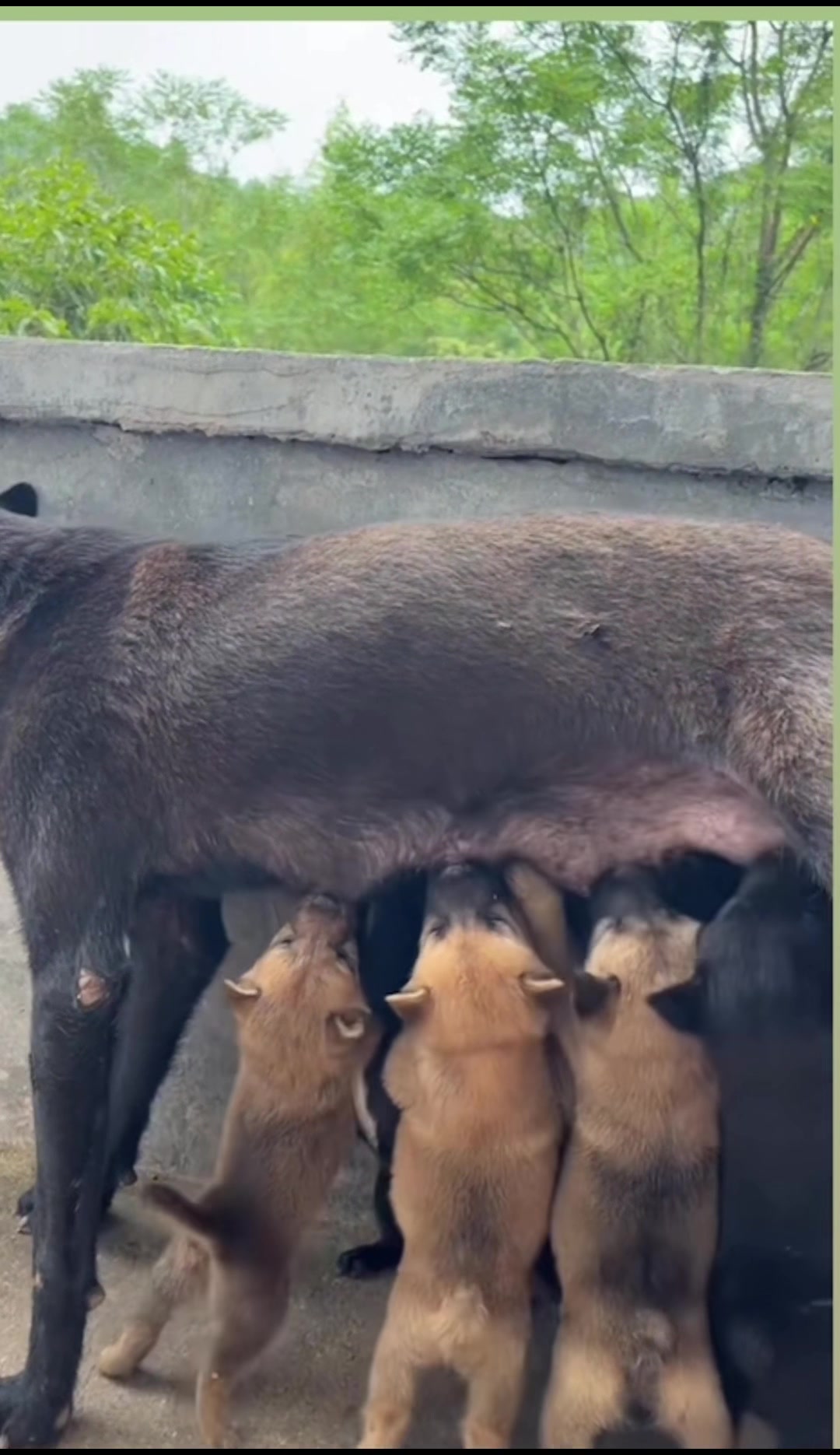 为了一口过期奶小狗们也是拼了#小奶狗 #农村土狗 #中华田园犬