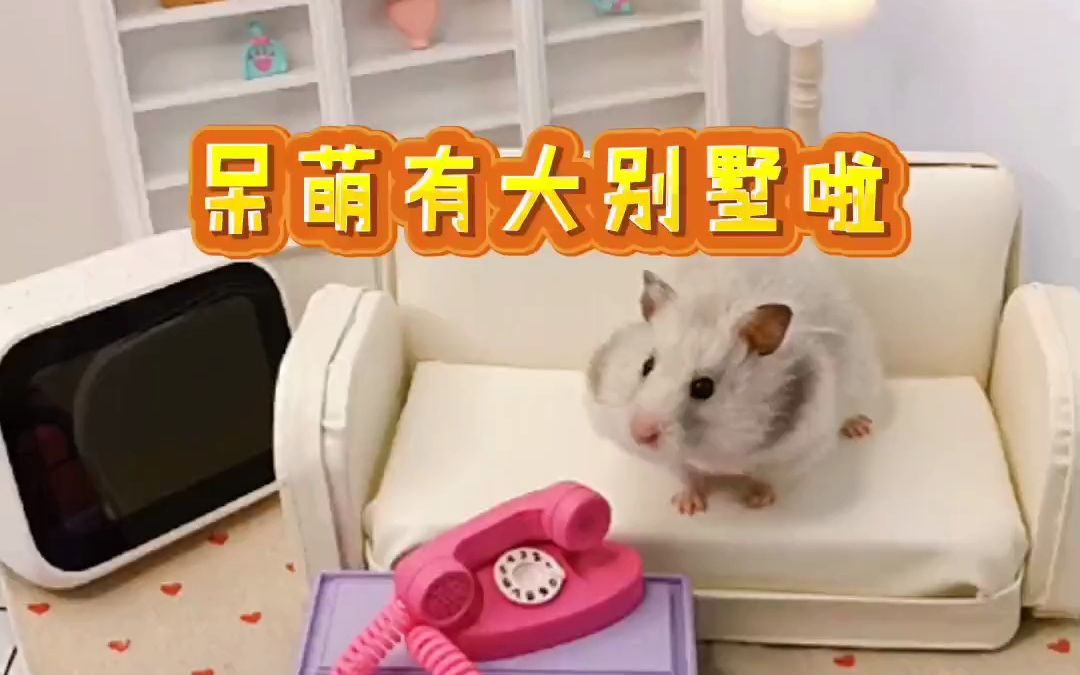 仓鼠都有大别墅啦?竟然是这样!