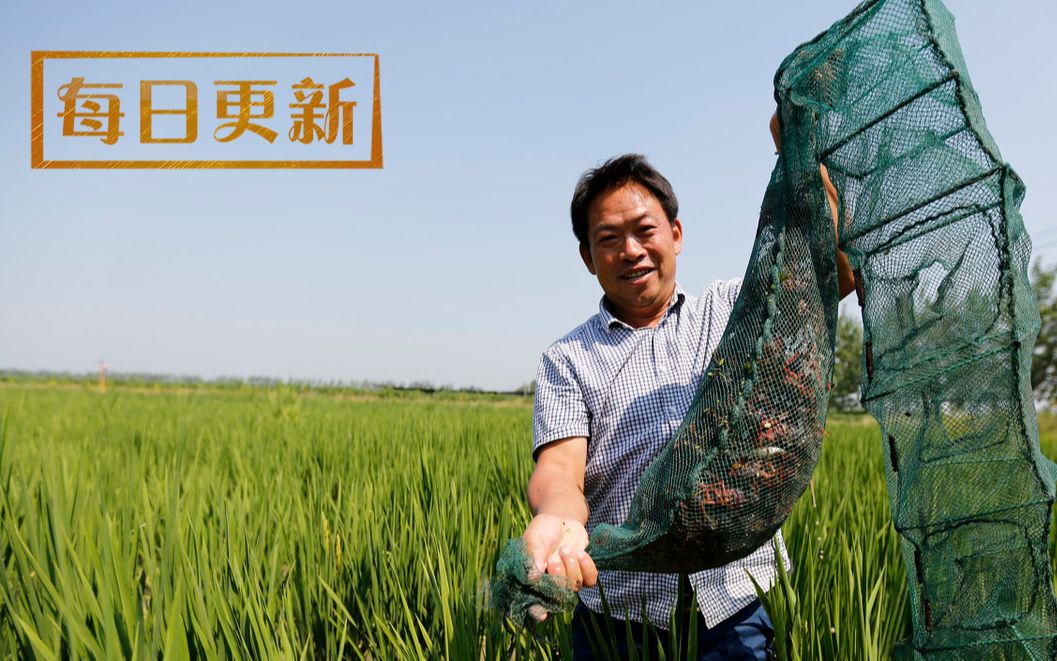 稻田养虾到底是咋回事?互利互补“聚宝盆”,真的能躺着赚吗