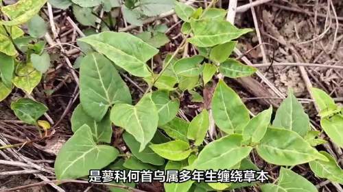何首乌与白首乌有什么区别