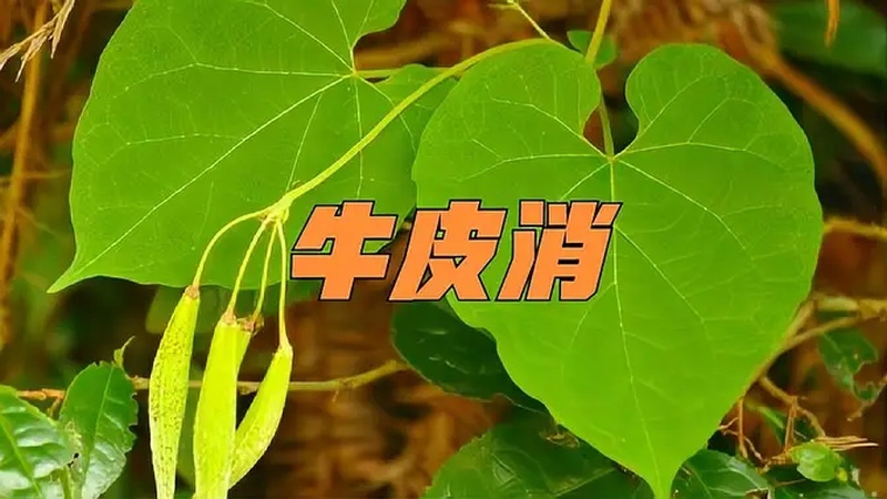 每天认识一种植物--牛皮消