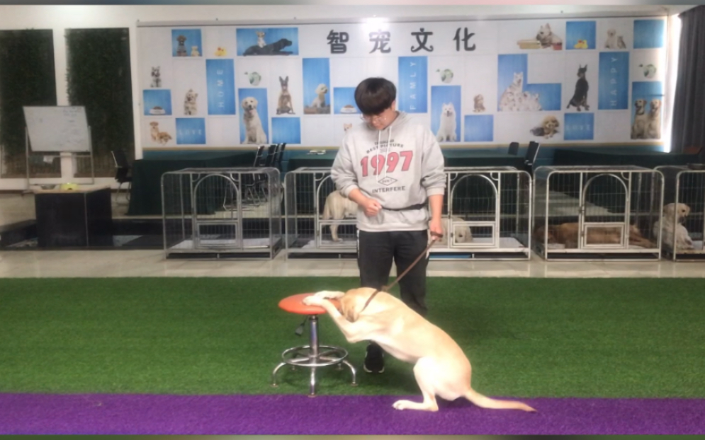 饭前祈祷,做一只有礼貌的狗狗