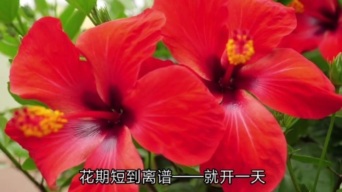 花朵绽放瞬息万变,竟然有种花盛开仅为短暂一瞬!