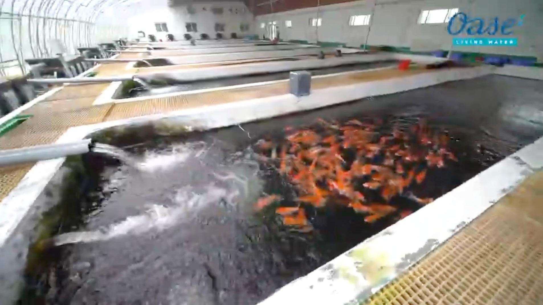 锦鲤鱼池全自动转鼓过滤系统设备应用案例。某大型锦鲤养殖场应用...