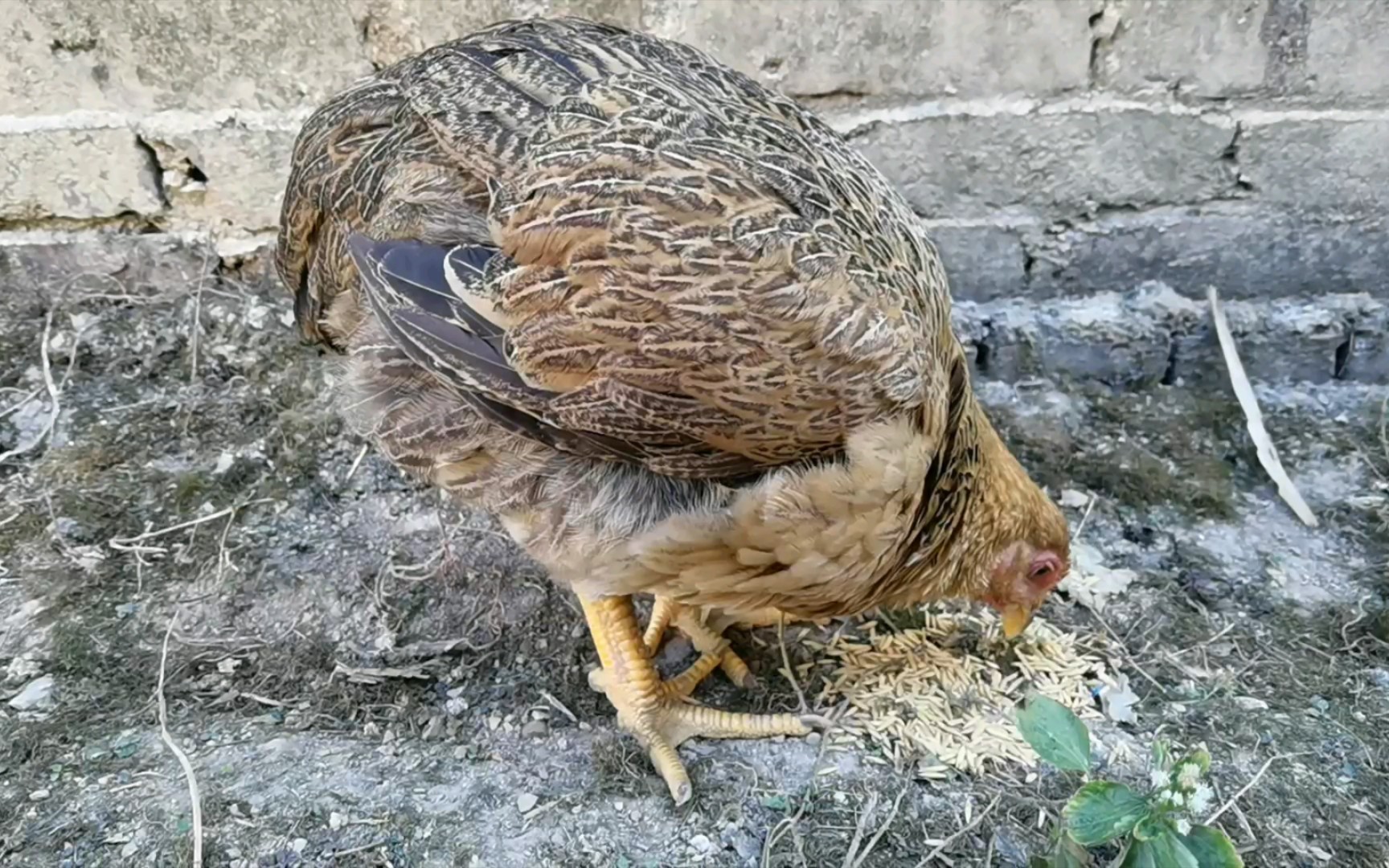 四个月过去了,鸡咕咕就是不长个