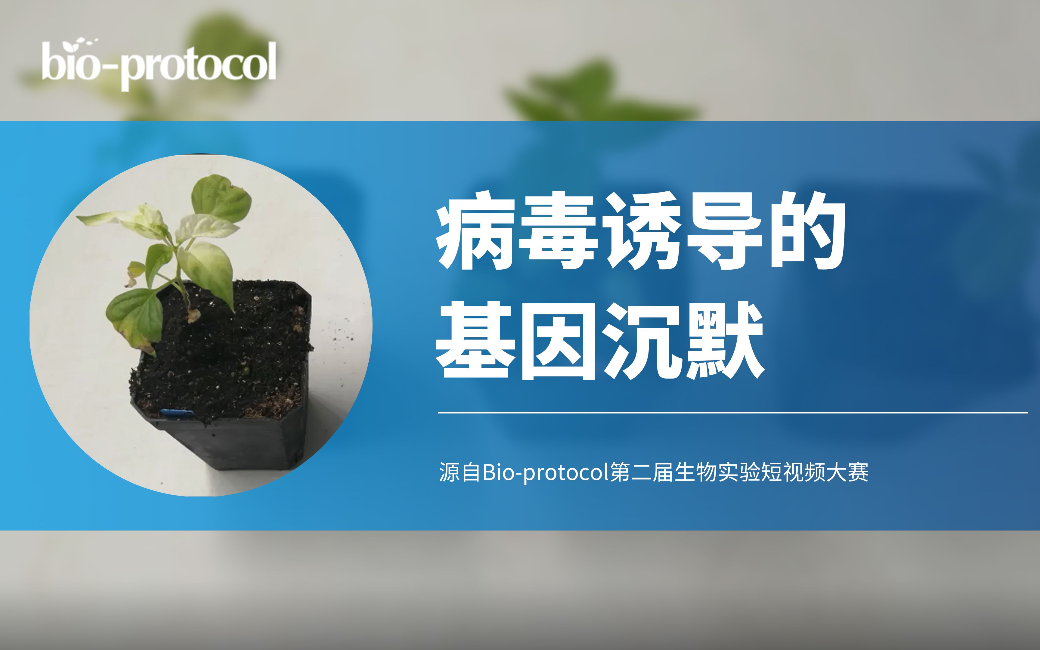 【Bio-protocol】病毒诱导的基因沉默