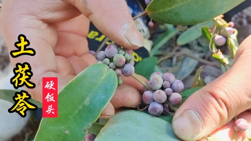 土茯苓又名硬饭头,两广常用它来煲汤,春季回南天煲汤正合适!